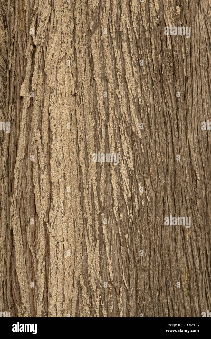 The bark the Monterey Cypress, Hesperocyparis macrocarpa, botanical ...