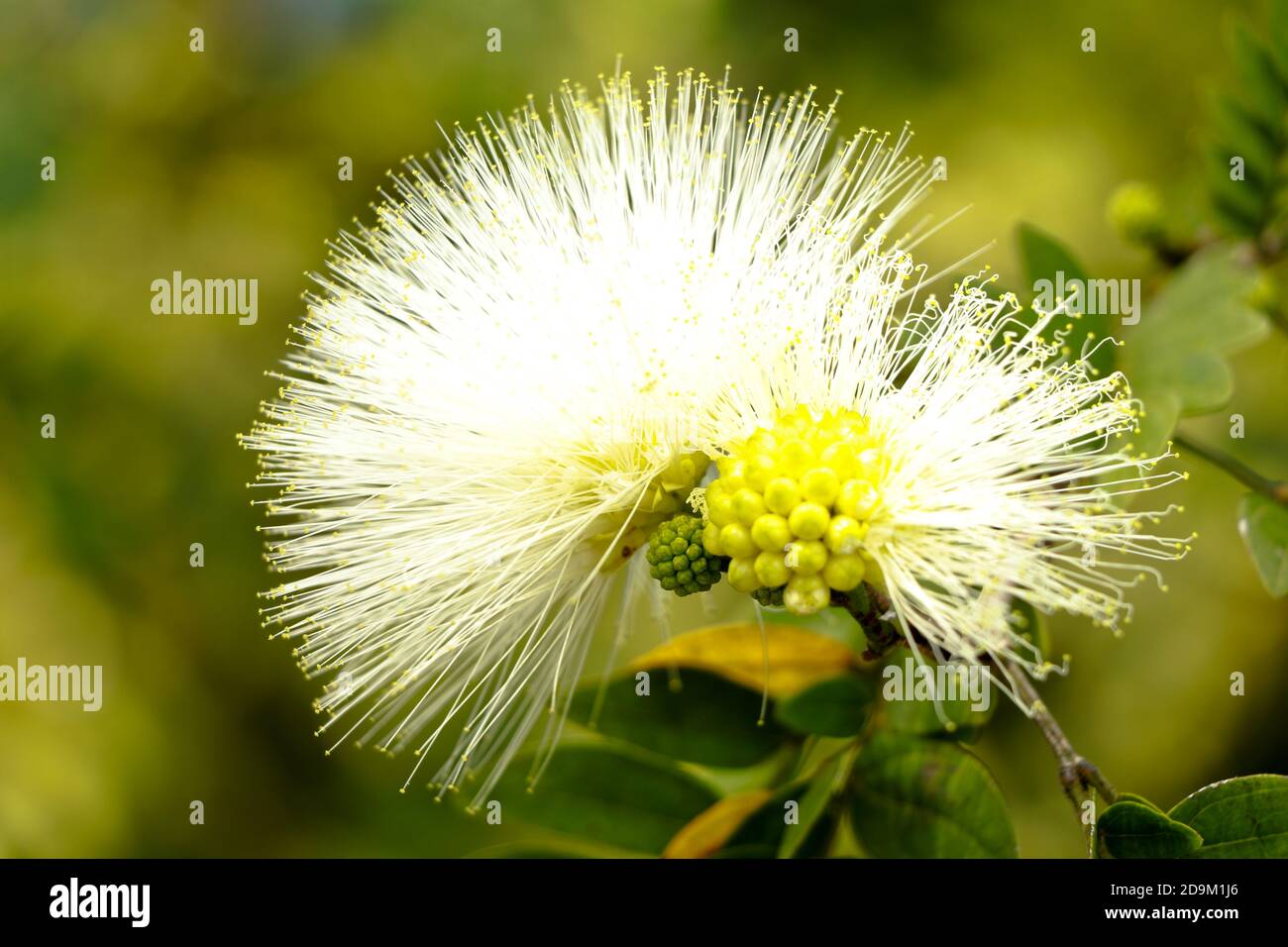 Powder puff flower hi-res stock photography and images - Alamy