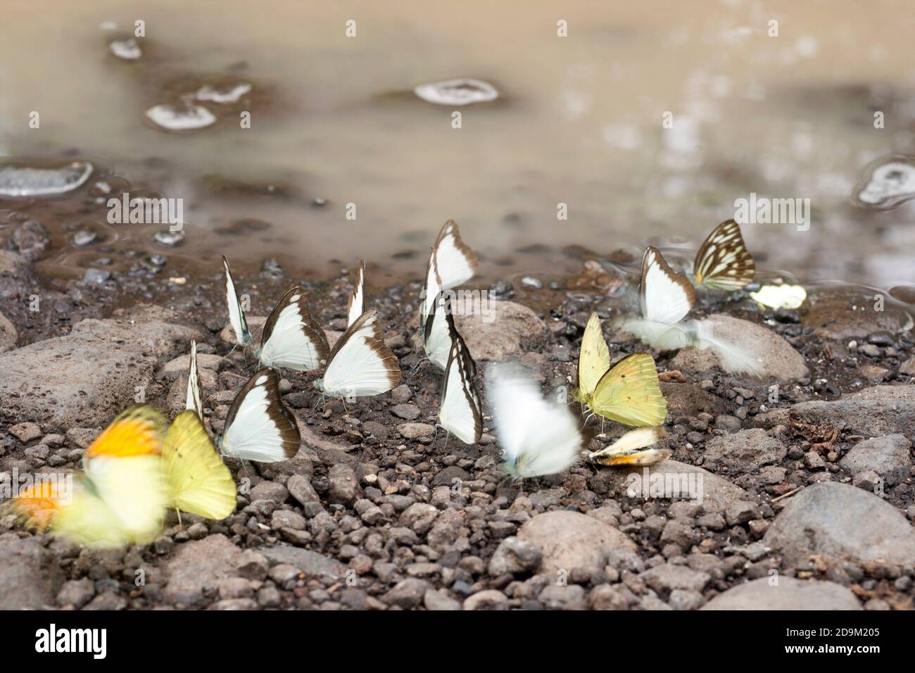 Insects of java hi-res stock photography and images - Alamy