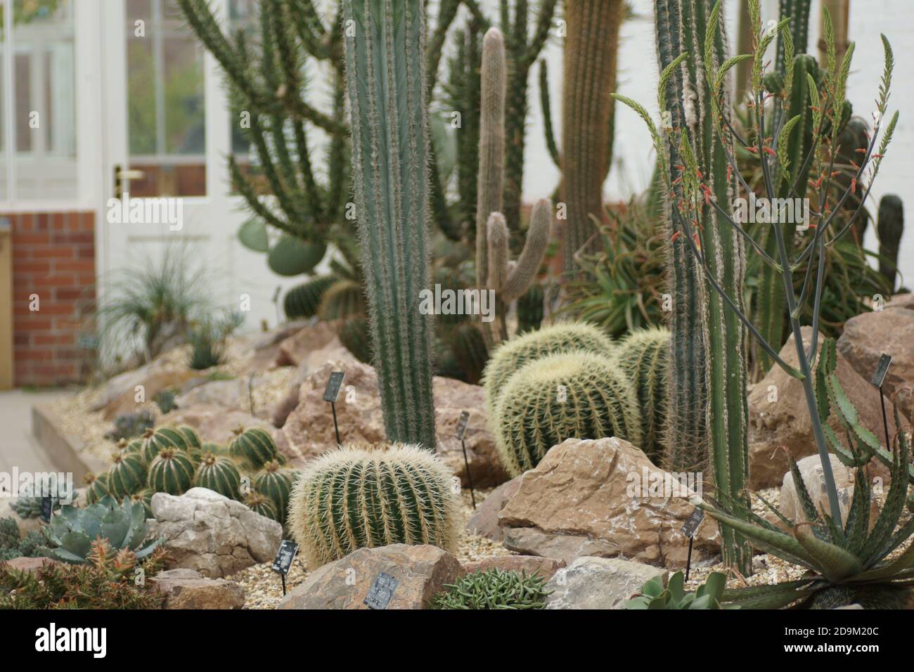 Cacti collection at Dyffryn gardens Stock Photo - Alamy