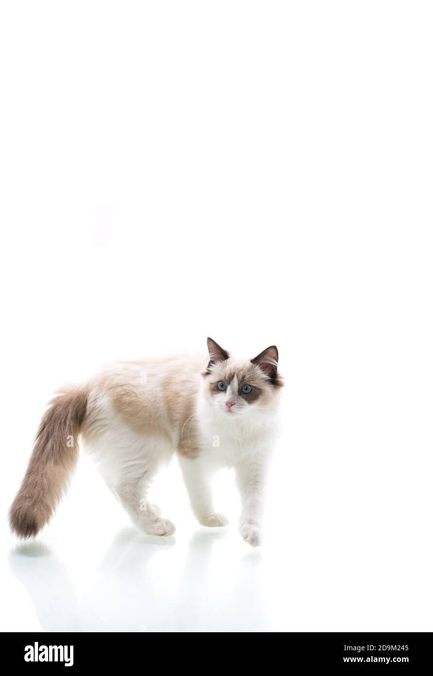 Young beautiful Ragdoll cat on white background Stock Photo - Alamy