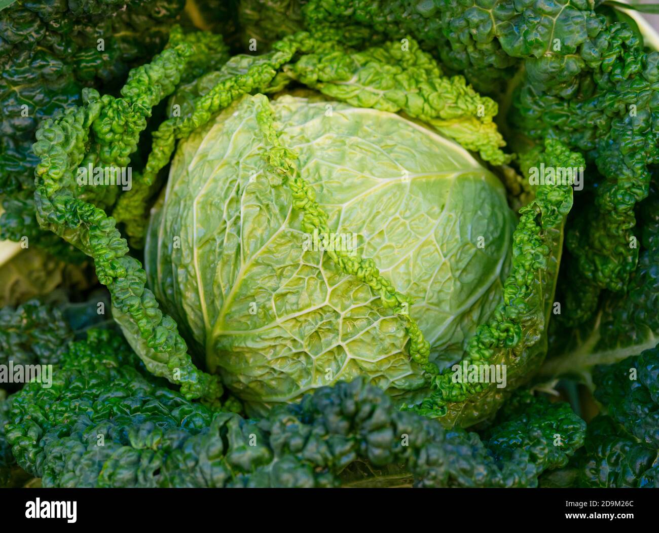 Savoy cabbage leaves hi-res stock photography and images - Alamy