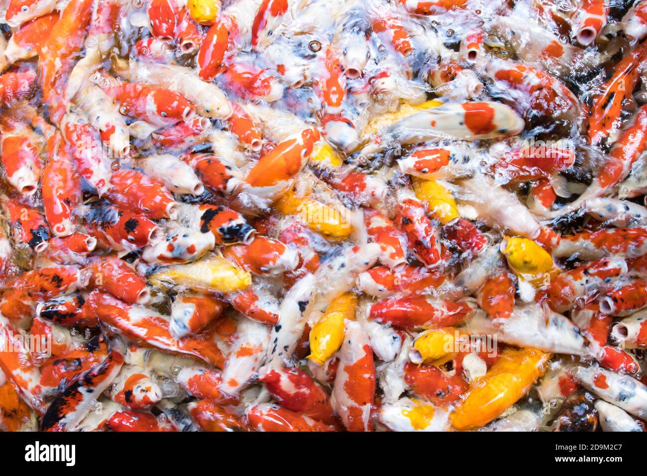 Many Koi Fish Japanese swimming Asia Thailand Stock Photo - Alamy