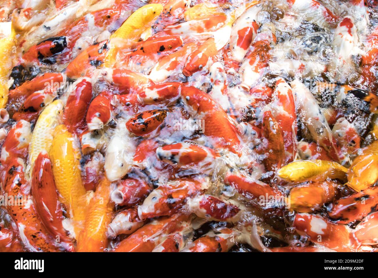 Many Koi Fish Japanese swimming Asia Thailand Stock Photo - Alamy