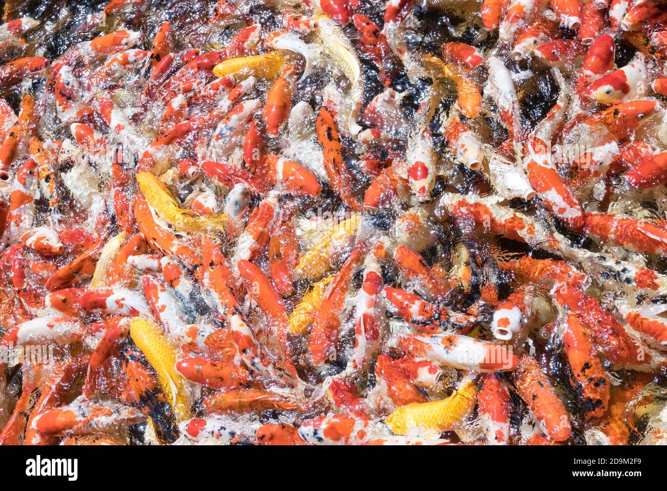 Many Koi Fish Japanese swimming Asia Thailand Stock Photo - Alamy