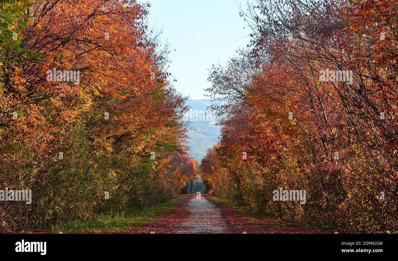 the bright autumn colors Stock Photo - Alamy