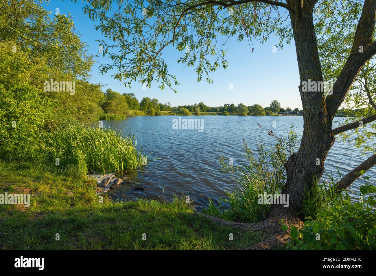 Lake, tree, morning, spring, Langenselbold, Kinzigsee, Hesse, Germany ...