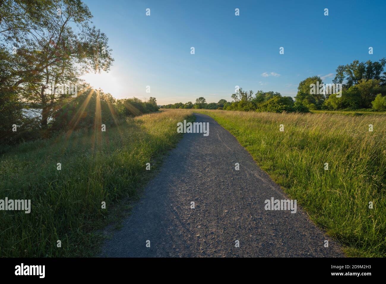 Path, tree, sun, morning, spring, Langenselbold, Kinzigsee, Hesse ...