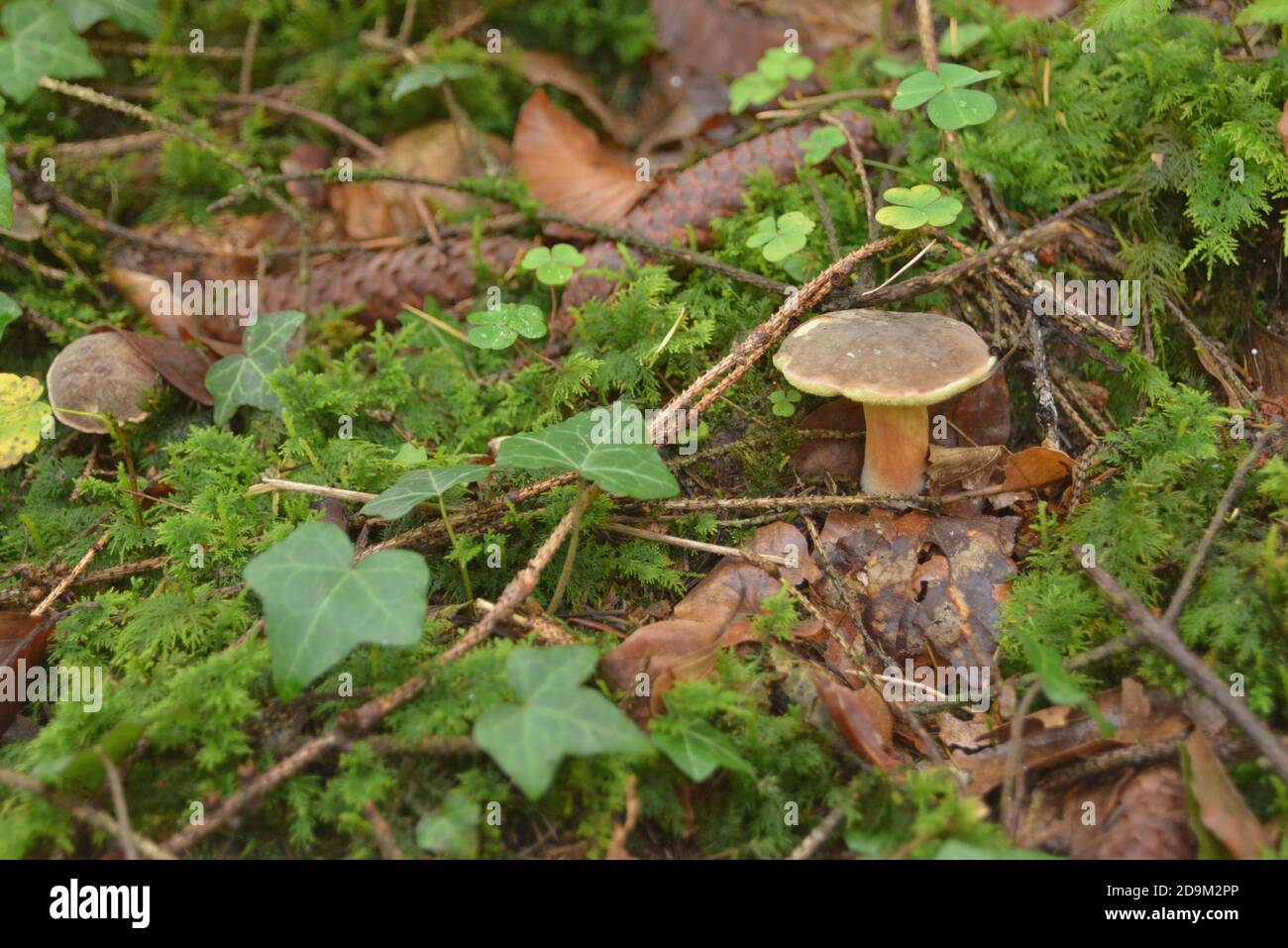 Family picking mushrooms in the forest Stock Photo - Alamy