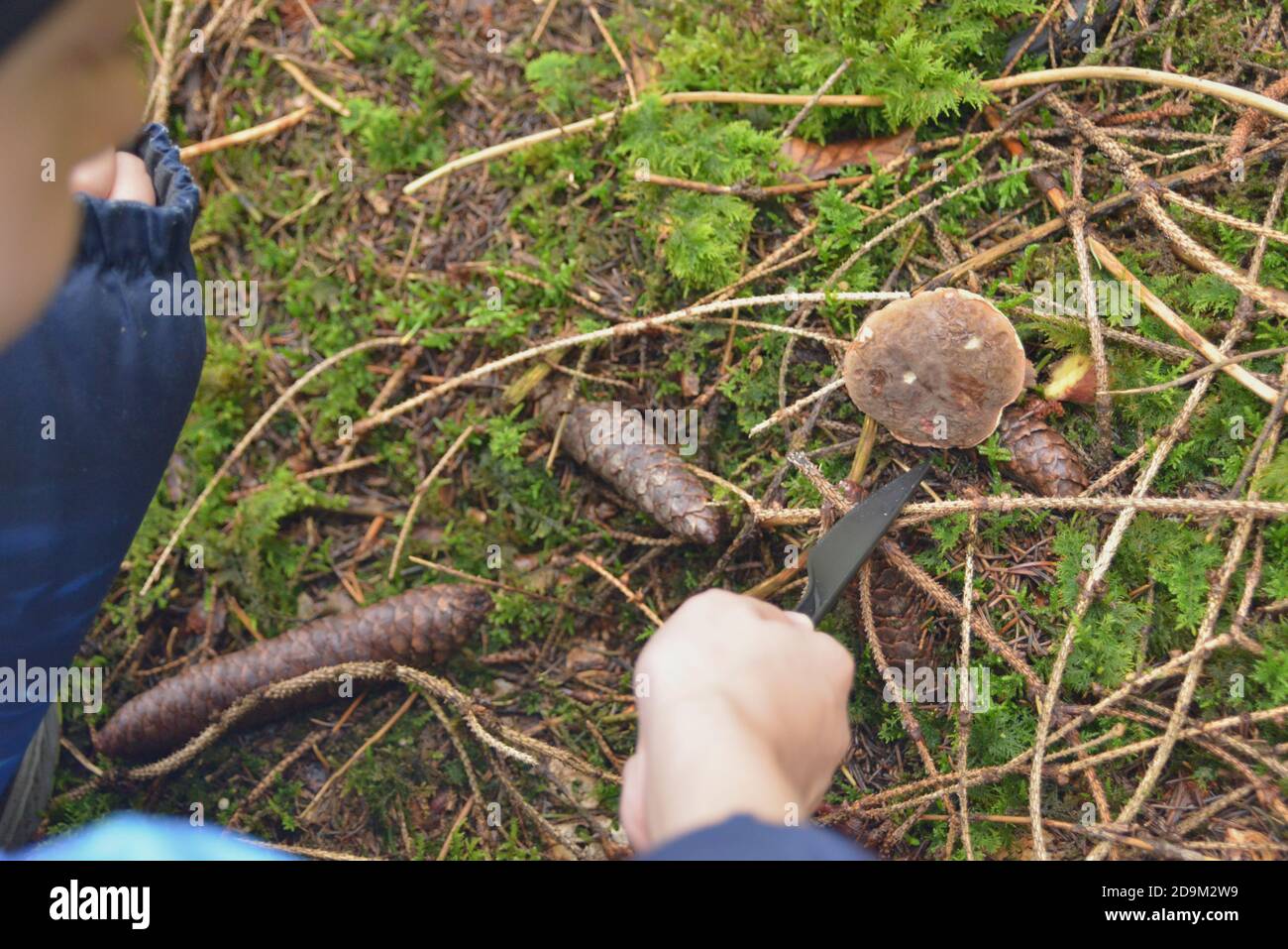 Child wood forest collecting hi-res stock photography and images - Alamy