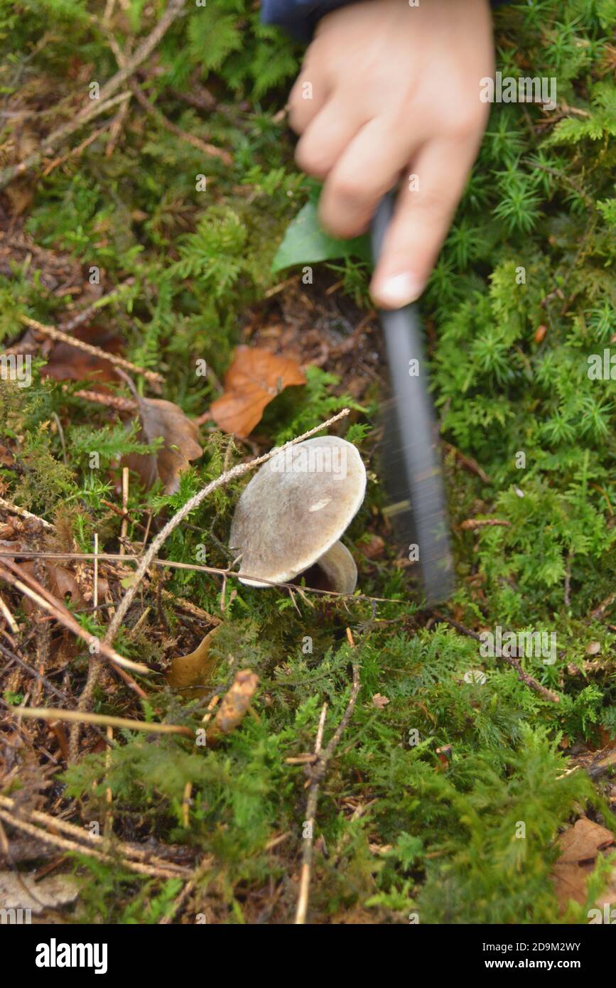 Family picking mushrooms in the forest Stock Photo - Alamy