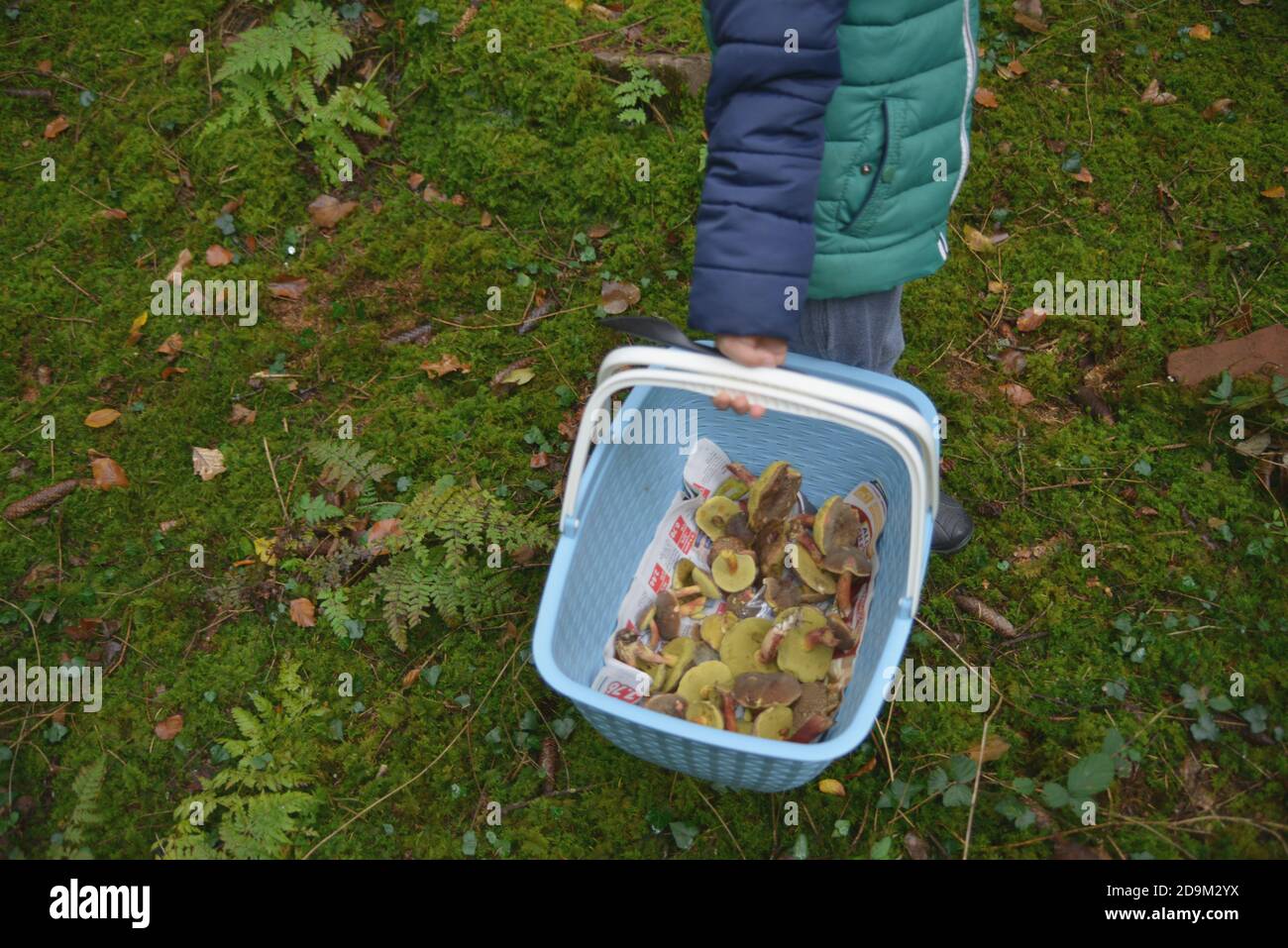 Family picking mushrooms in the forest Stock Photo - Alamy