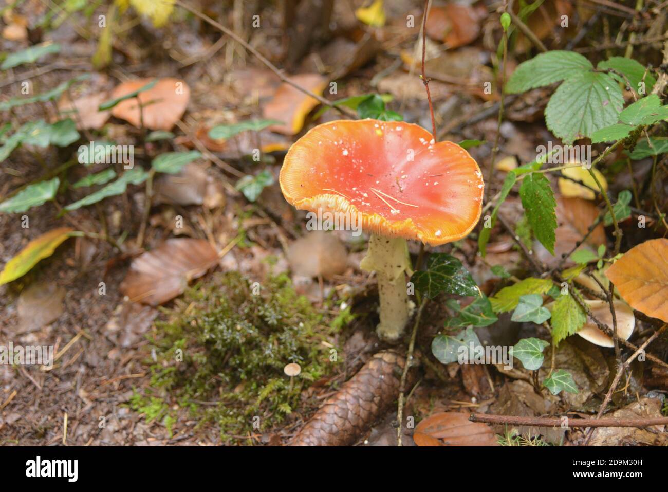 Family picking mushrooms in the forest Stock Photo - Alamy