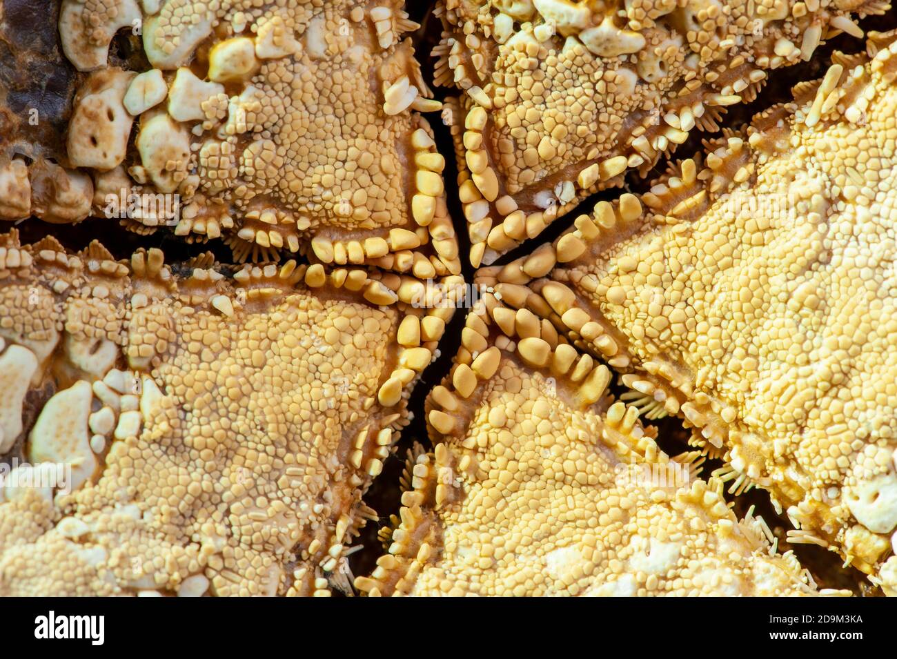 Shaped bottom hi-res stock photography and images - Alamy