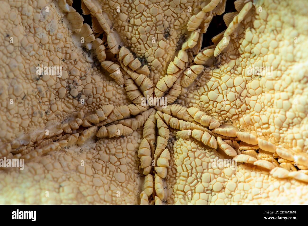 Star shaped creature hi-res stock photography and images - Alamy