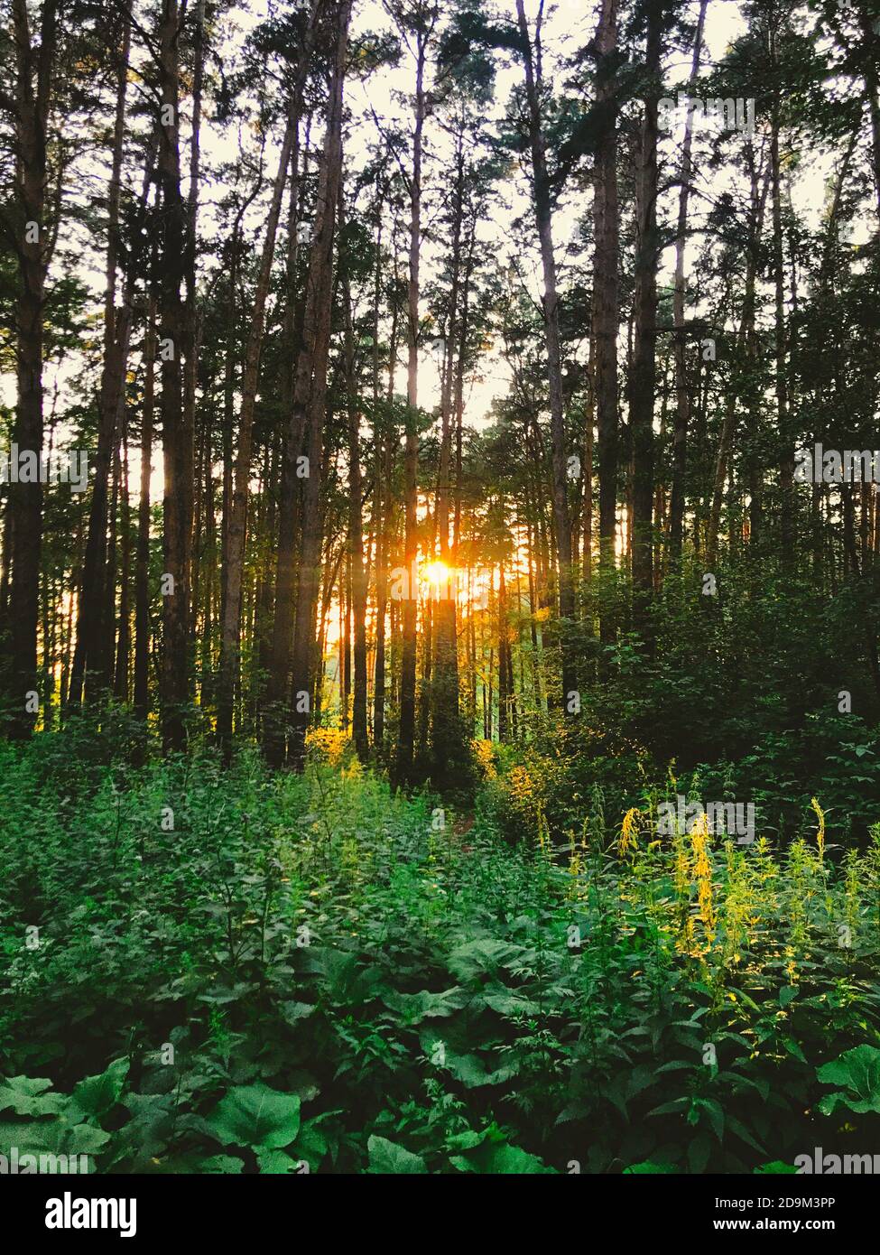 A ray of sun in the forest breaks through the trunks of conifers and ...