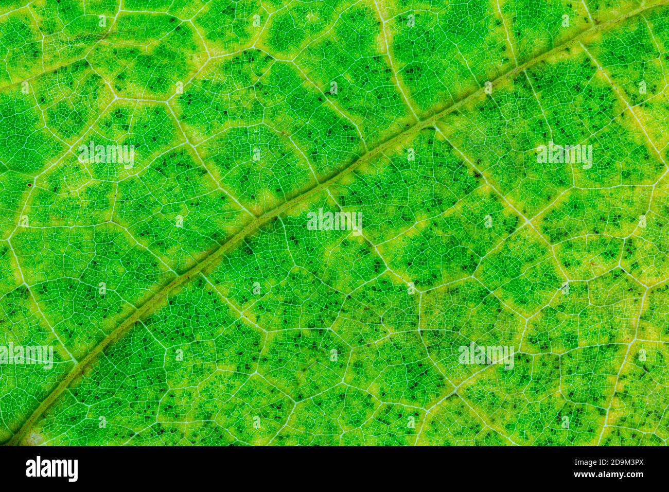 Texture of a green and yellow colorful autumn leaf use as natural ...