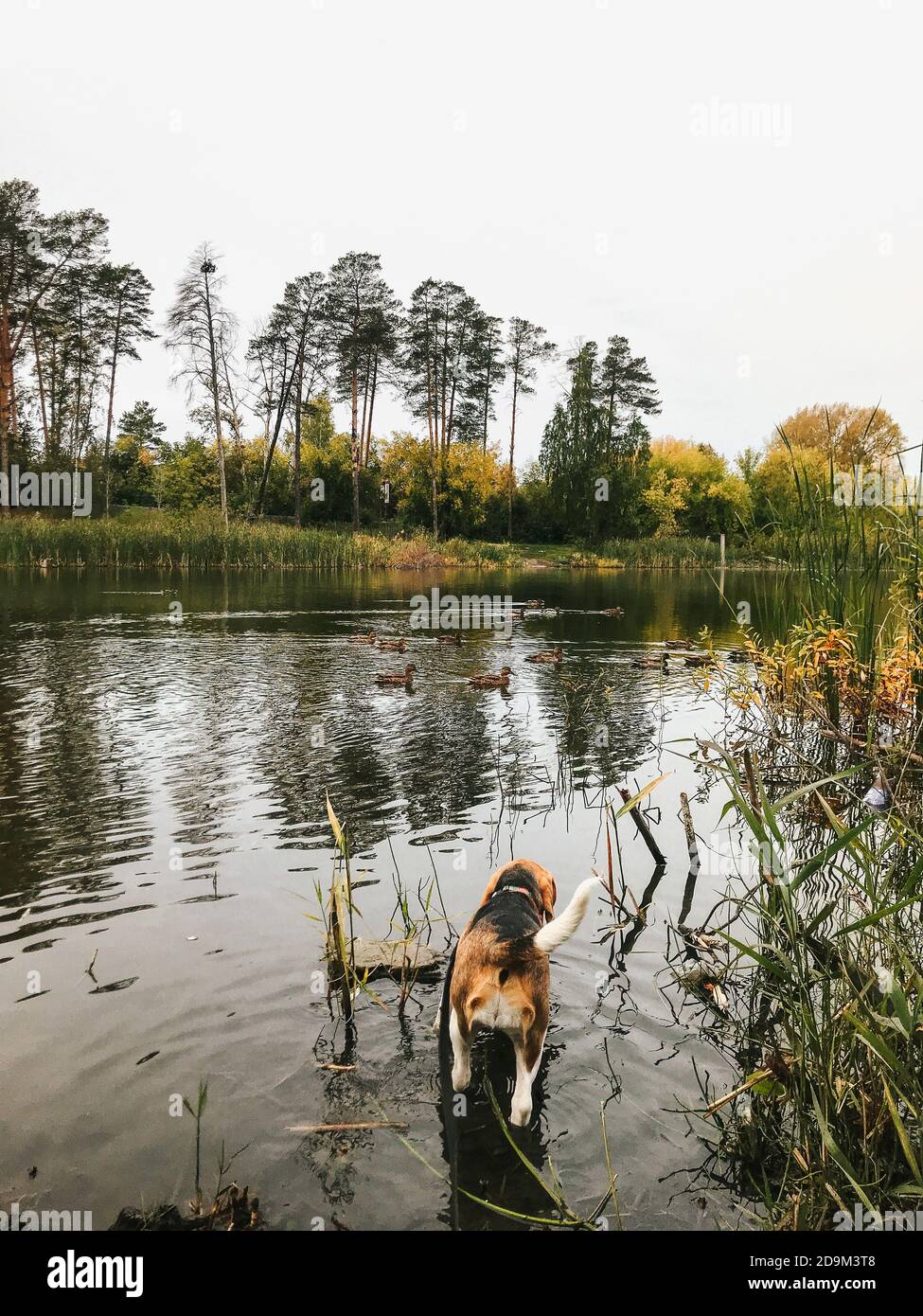 Beagle hunting dog is heading towards the ducks on a forest lake on an ...