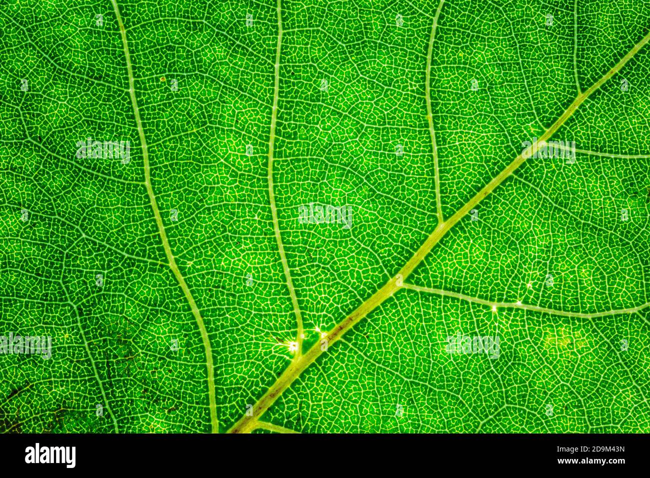 Texture of a green and yellow colorful autumn leaf use as natural ...