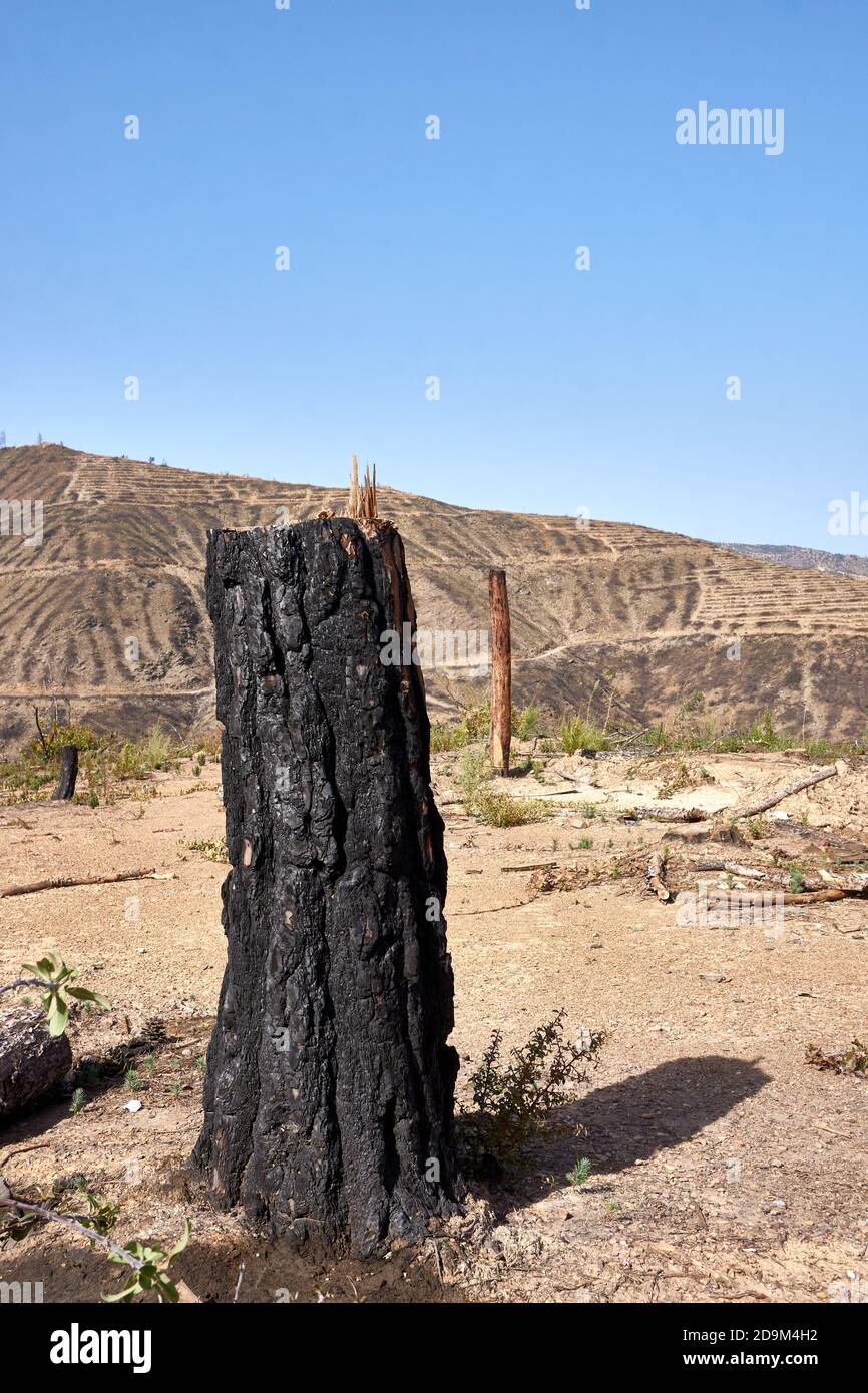 Environmental damage after forest fire Stock Photo - Alamy