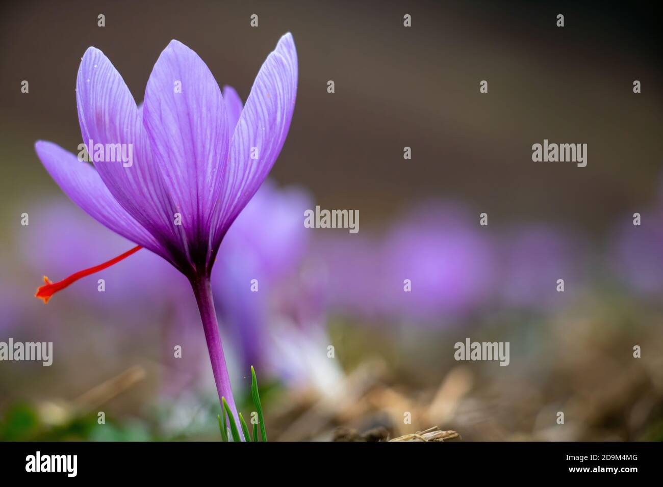 Saffron flowers in the field. Crocus sativus, commonly known as saffron ...