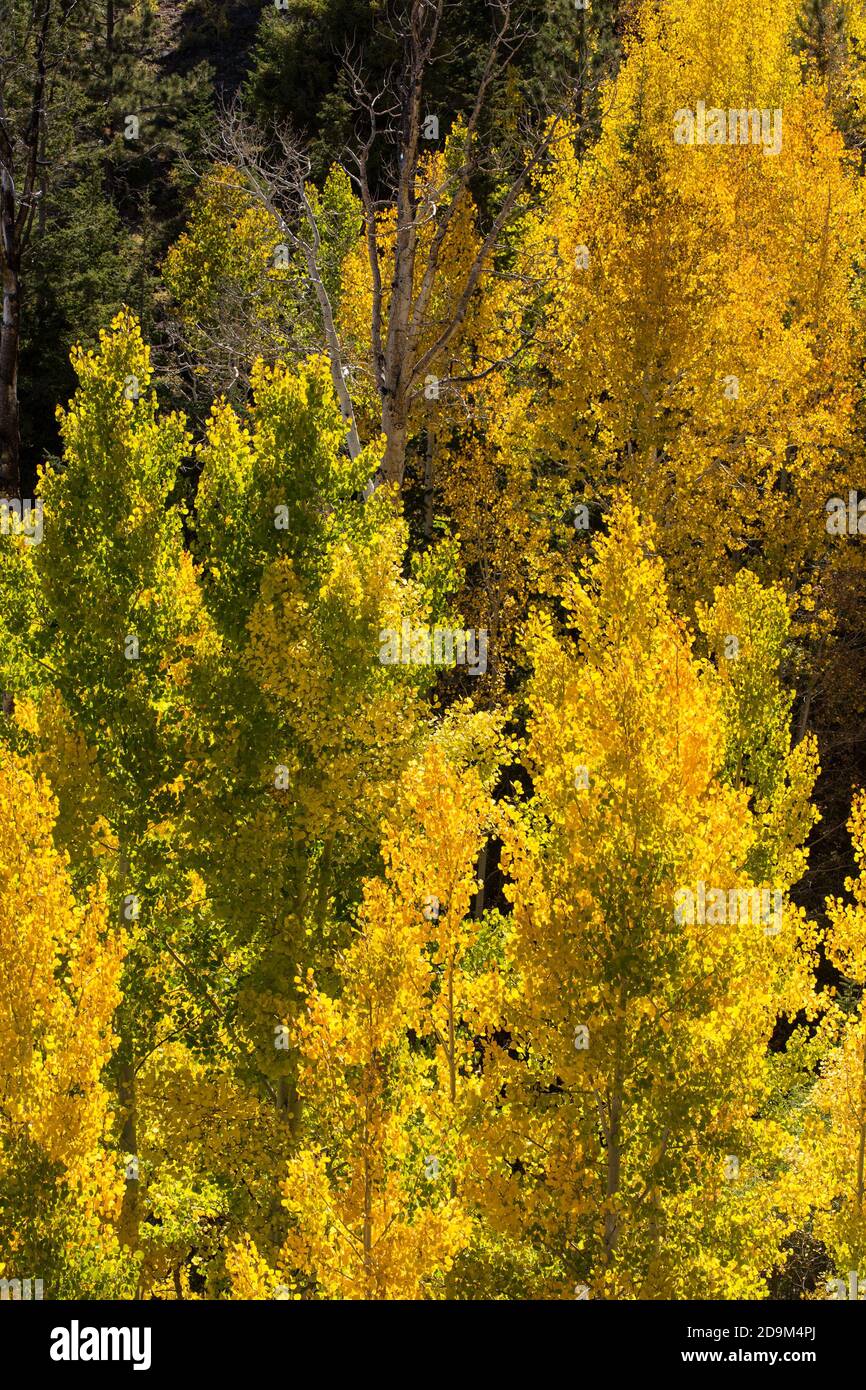 Aspen trees in brilliant fall color in the Dixie National Forest on ...