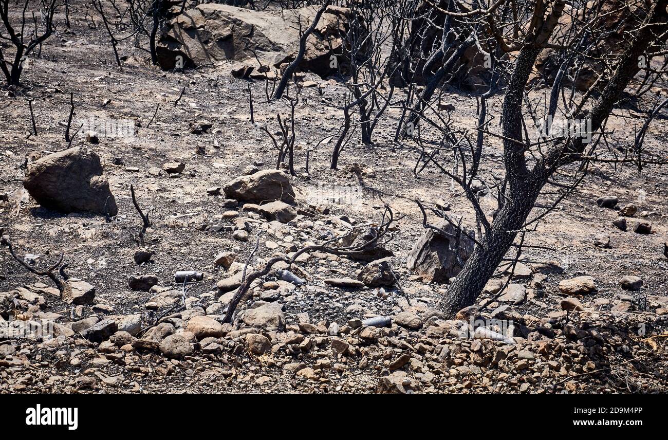 Environmental damage after forest fire Stock Photo - Alamy