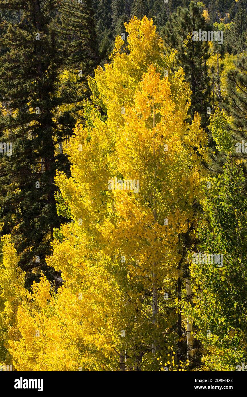 Aspen trees in brilliant fall color in the Dixie National Forest on Boulder Mountain on the ...