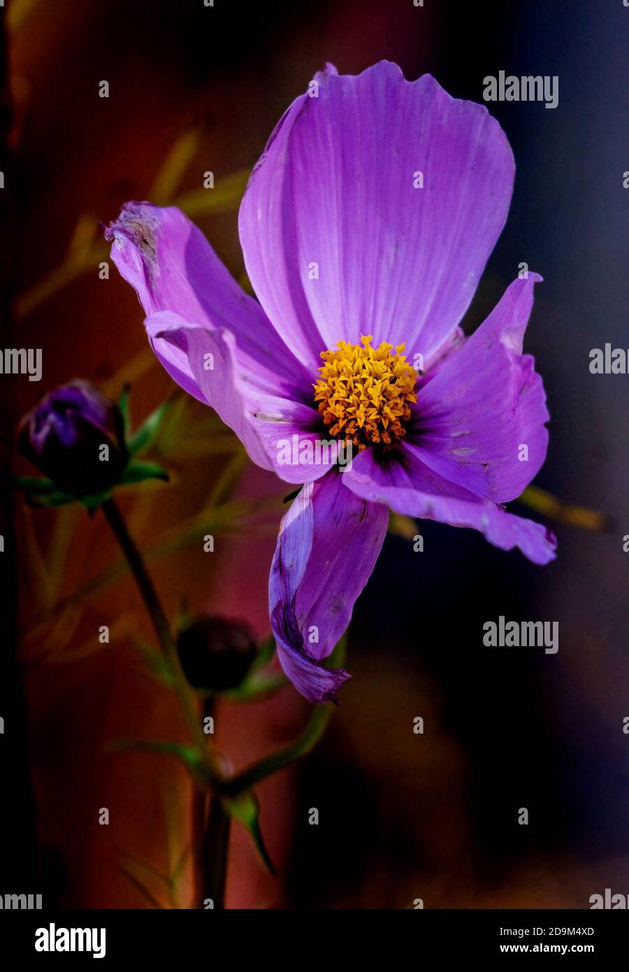 Purple Cosmos plant in late afternoon sunlight Stock Photo - Alamy