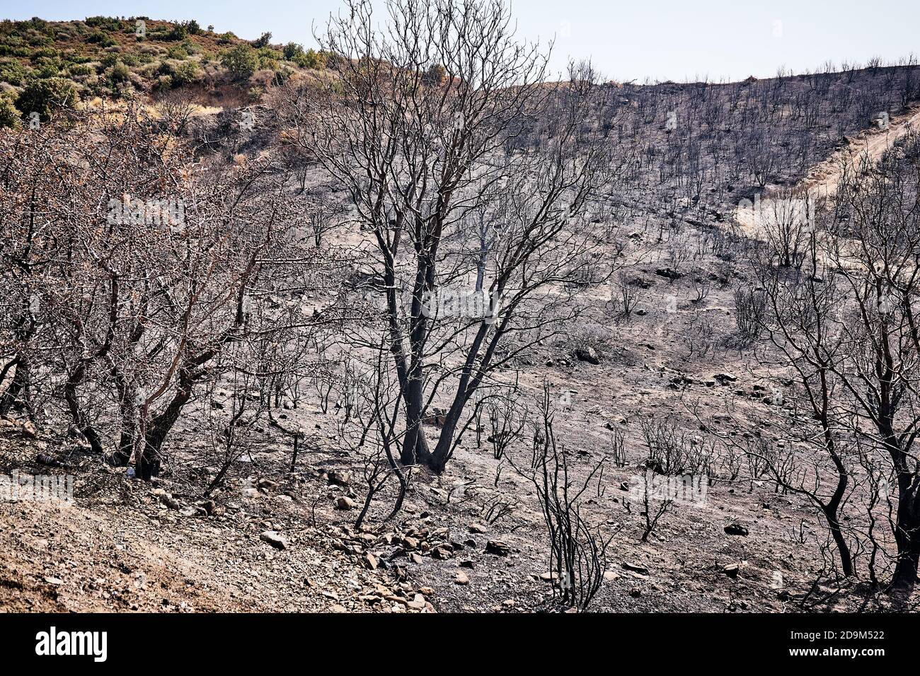 Environmental damage after forest fire Stock Photo - Alamy