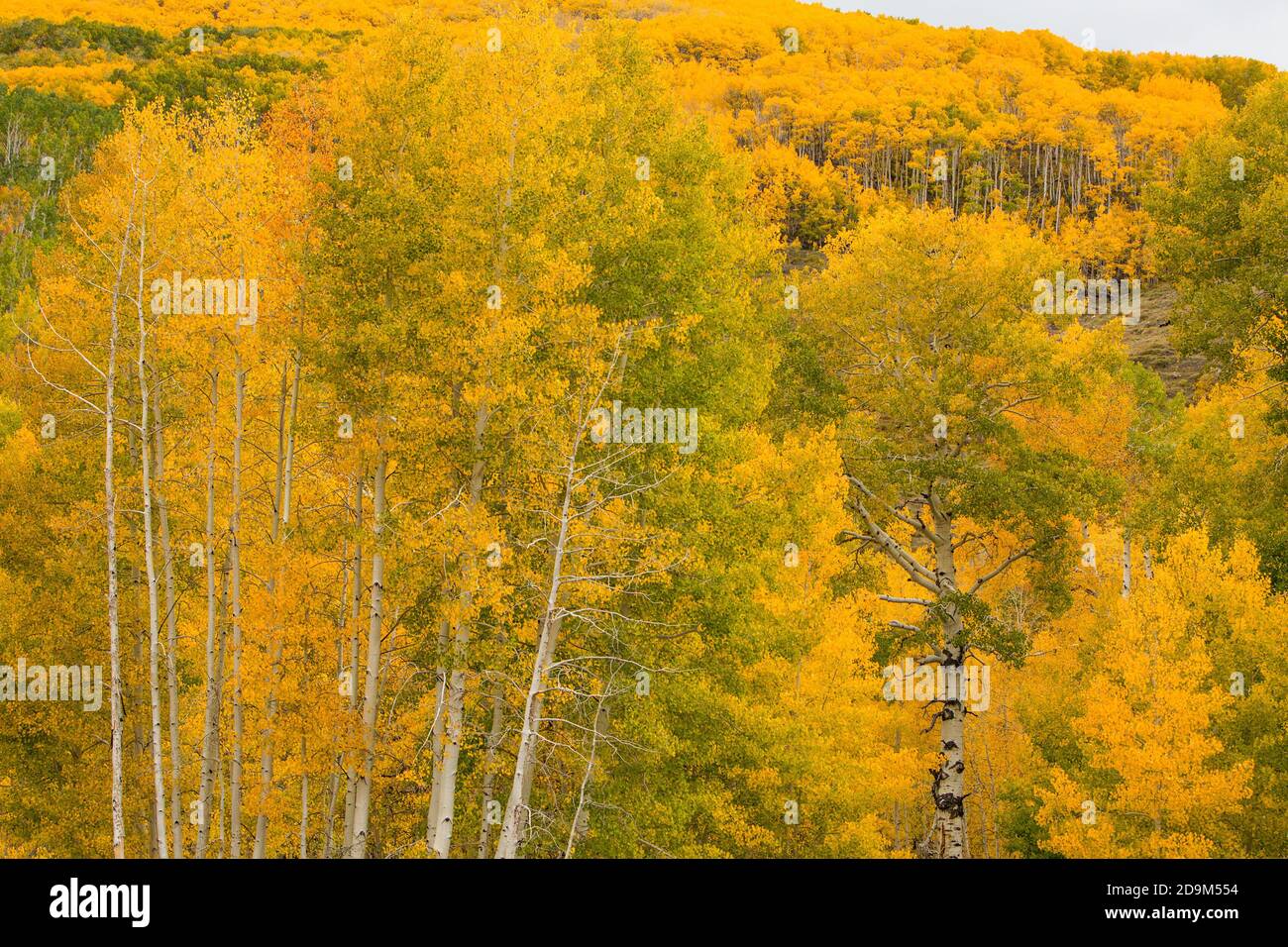 Aspen trees in brilliant fall color in the Dixie National Forest on ...