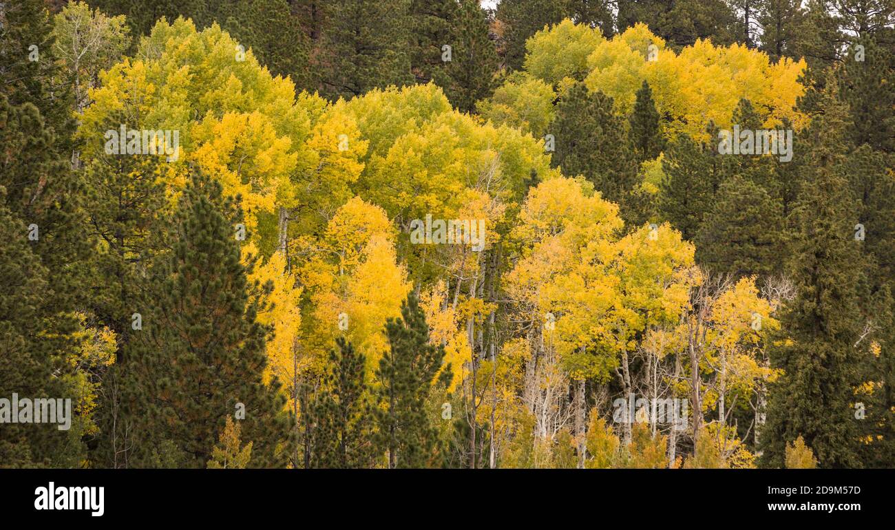 Aspen trees in brilliant fall color in the Dixie National Forest on ...