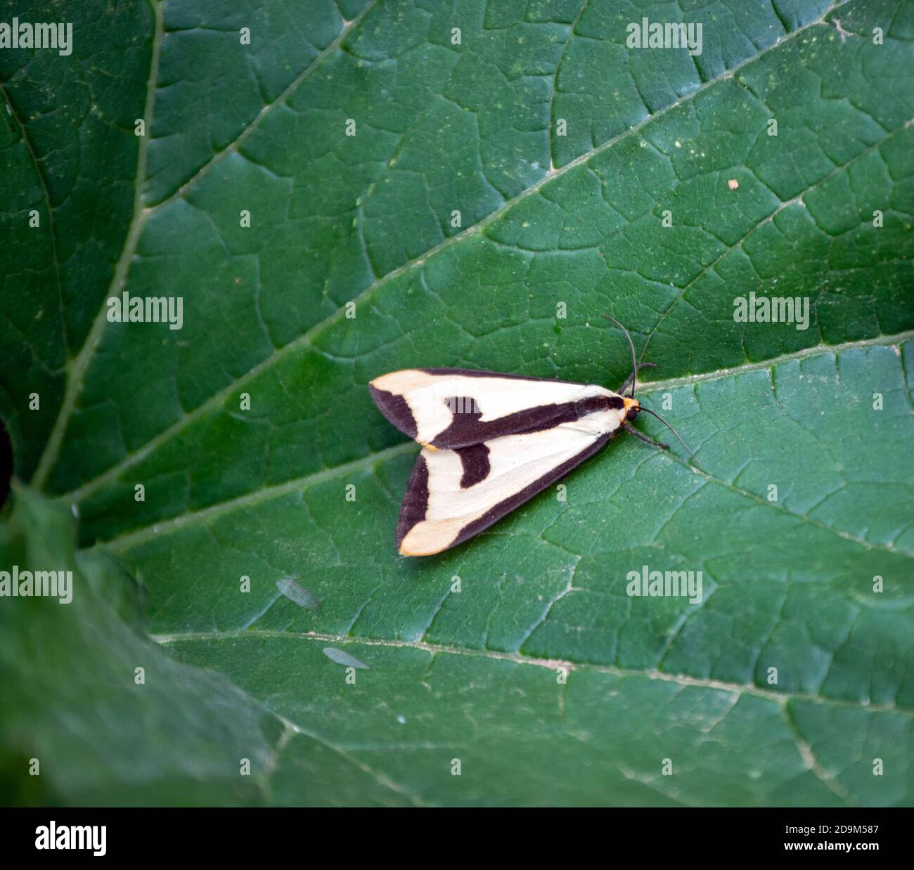 An insect with a religious message through the appearance of a cross on ...