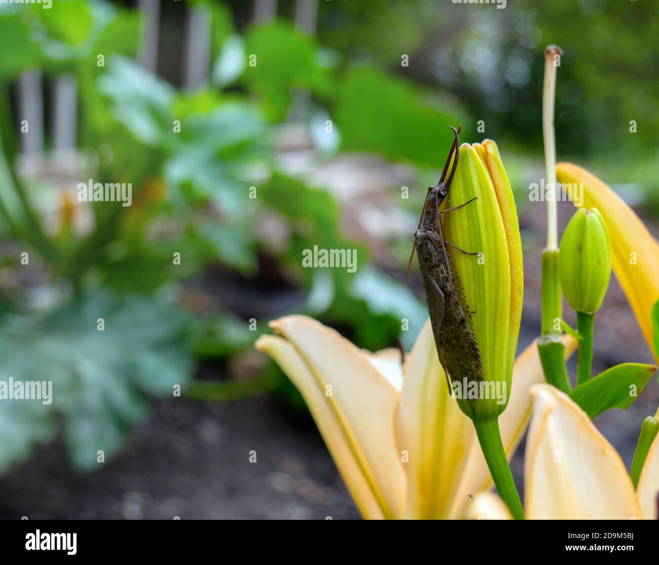 Lily moth hi-res stock photography and images - Alamy