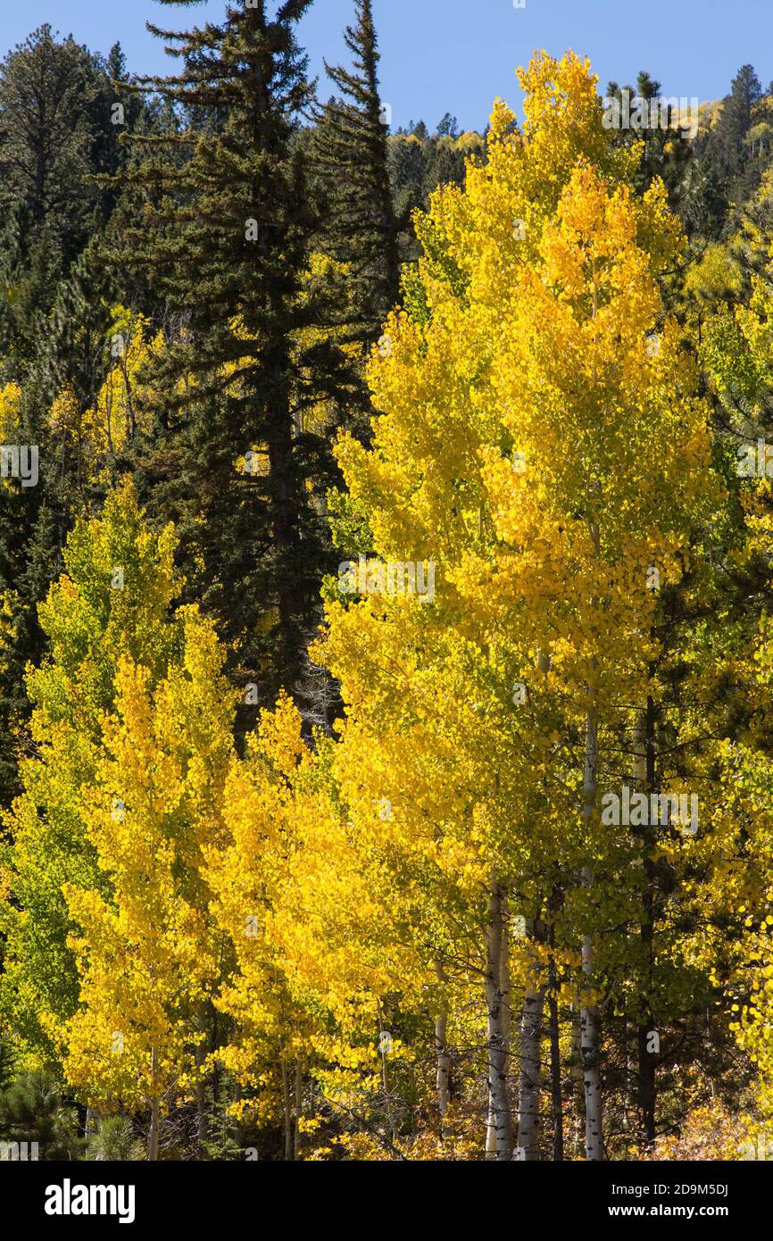 Aspen trees in brilliant fall color in the Dixie National Forest on ...