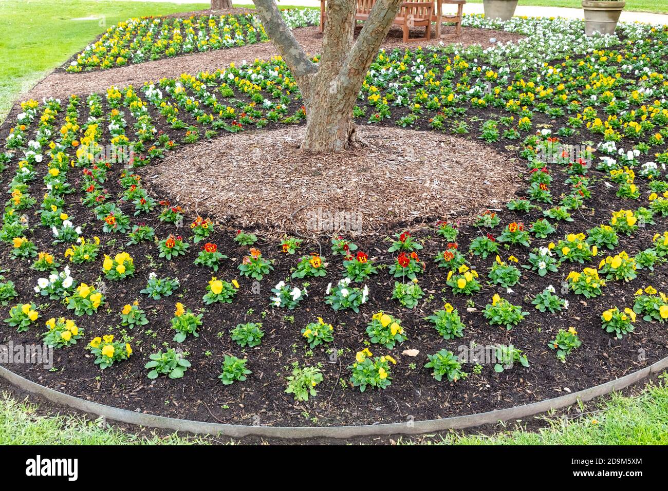 A colourful arrangement of flowers around the base of a large tree with ...