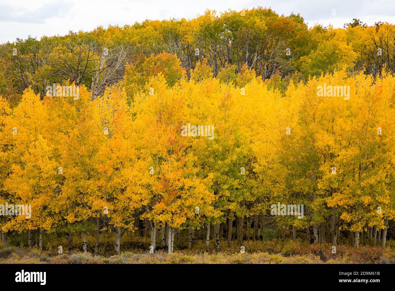 Aspen trees in brilliant fall color in the Dixie National Forest on Boulder Mountain on the ...