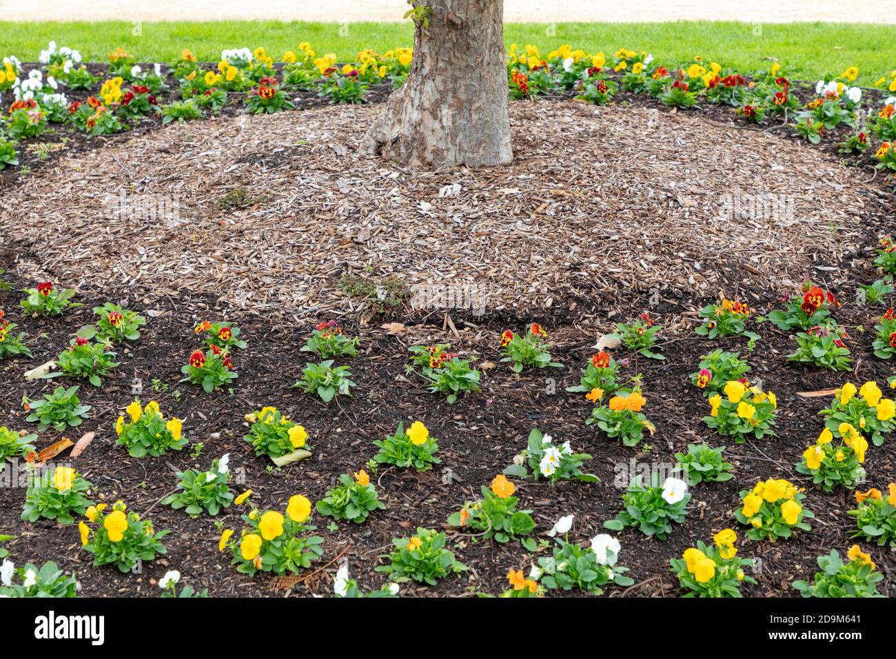 A colourful arrangement of flowers around the base of a large tree with ...