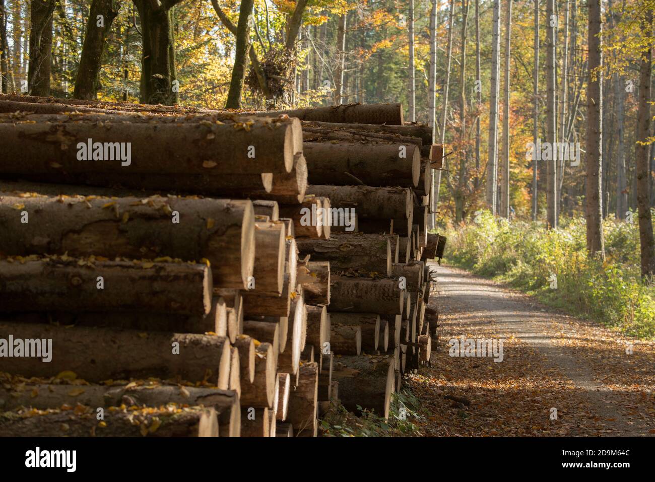 Forest in Bavaria, felled tree trunks Stock Photo - Alamy