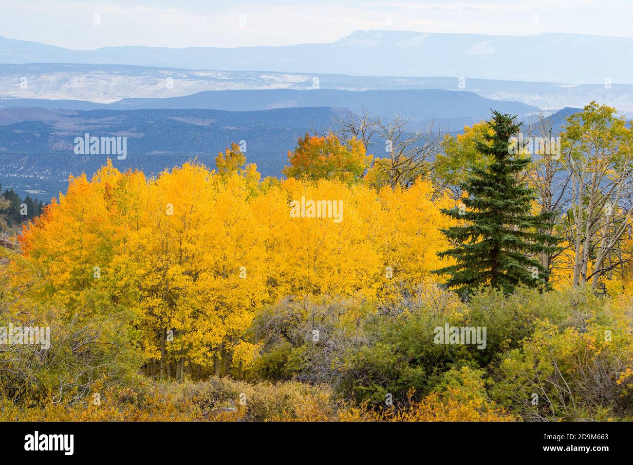Aspen trees in brilliant fall color in the Dixie National Forest on Boulder Mountain on the ...