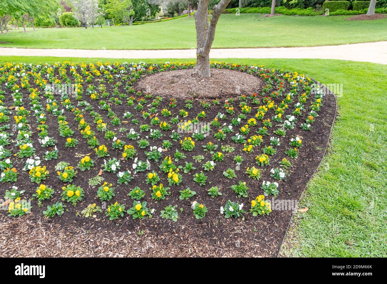 A colourful arrangement of flowers around the base of a large tree with ...