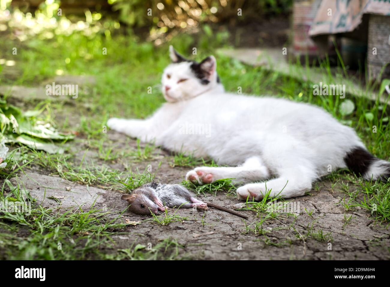 Domestic cat stalking prey hi-res stock photography and images - Alamy