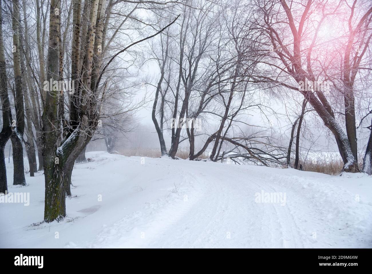 Winter frosty landscape, snow-covered trees on a foggy background and ...