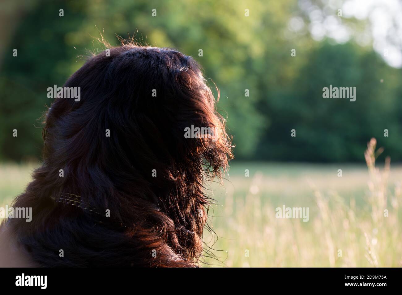 Dogs head hi-res stock photography and images - Alamy