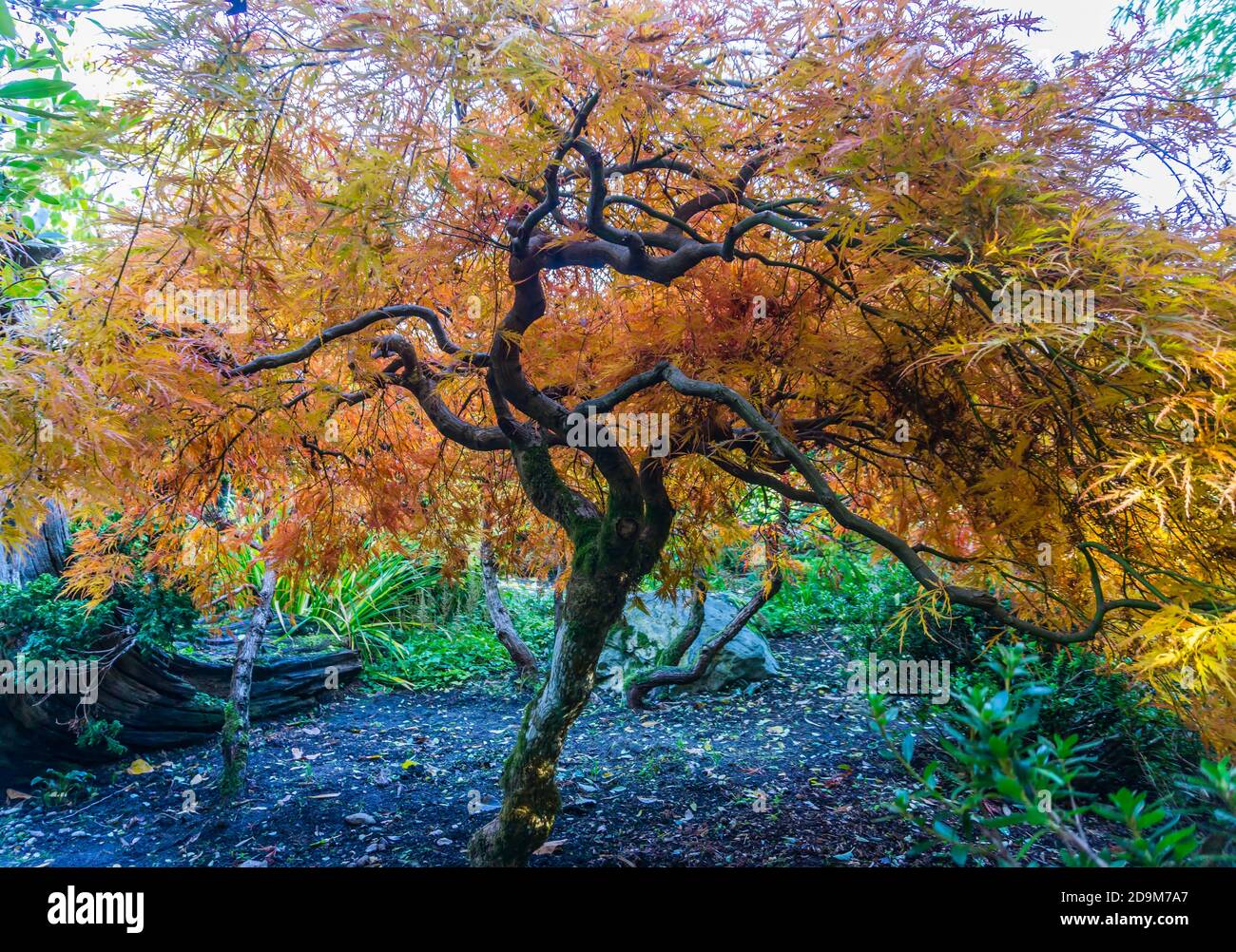 Auburn garden hi-res stock photography and images - Alamy