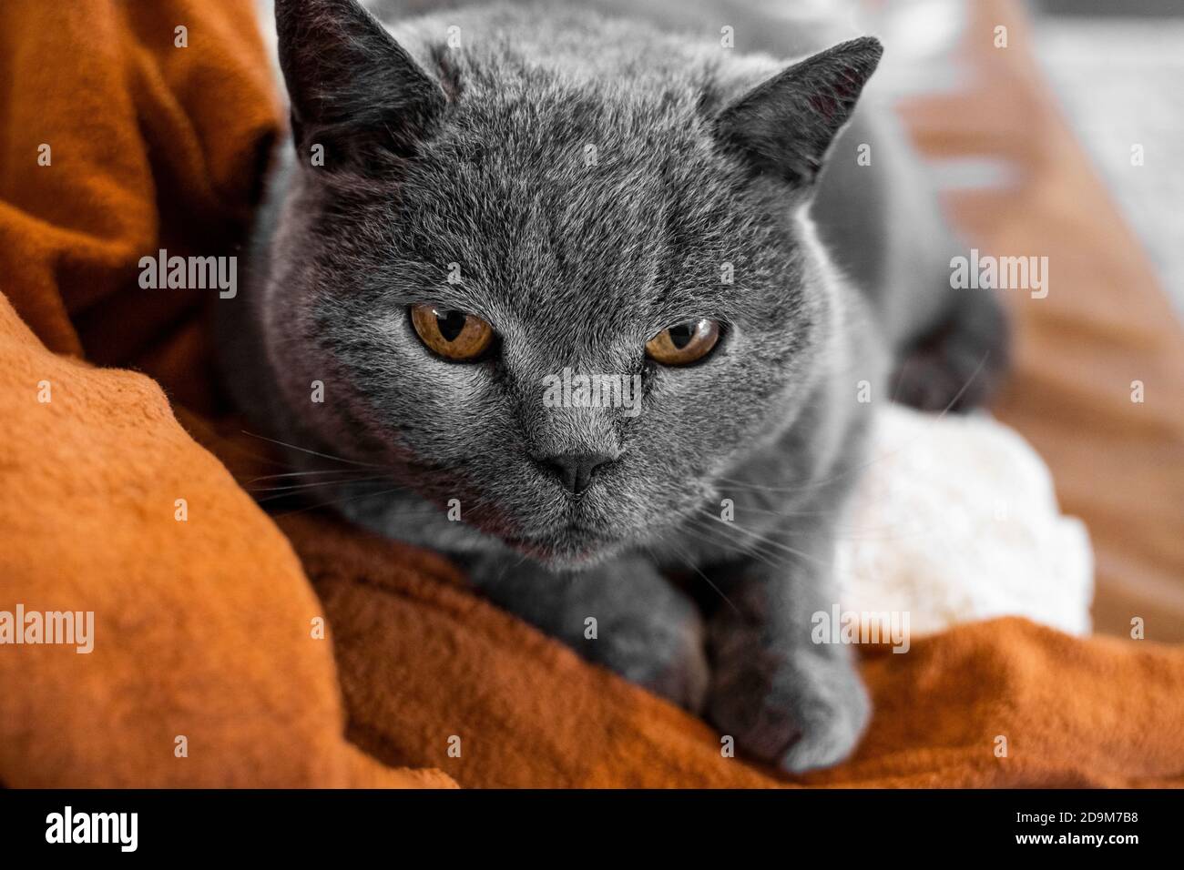 Chartreux Cat Breeders In Washington