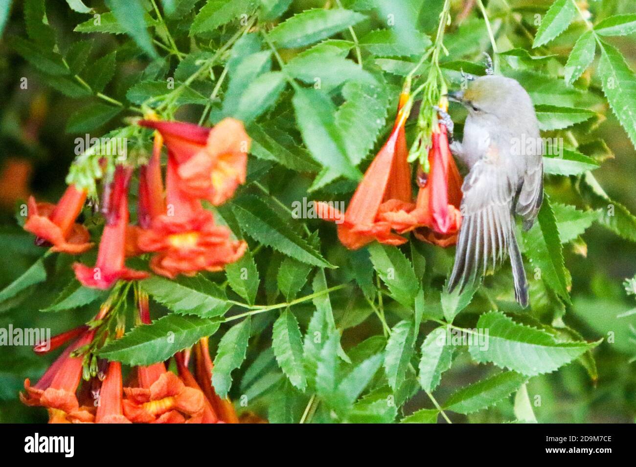 Verdin in Mesa, Arizona Stock Photo - Alamy