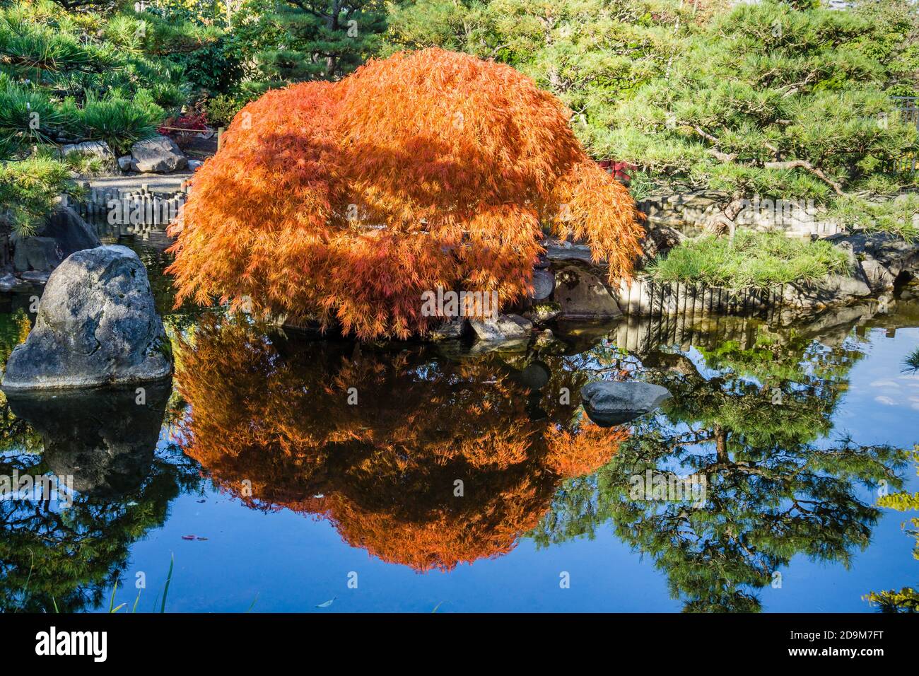 A pond and Japanese Maple tree in the fall. Shot taken in Seatac ...