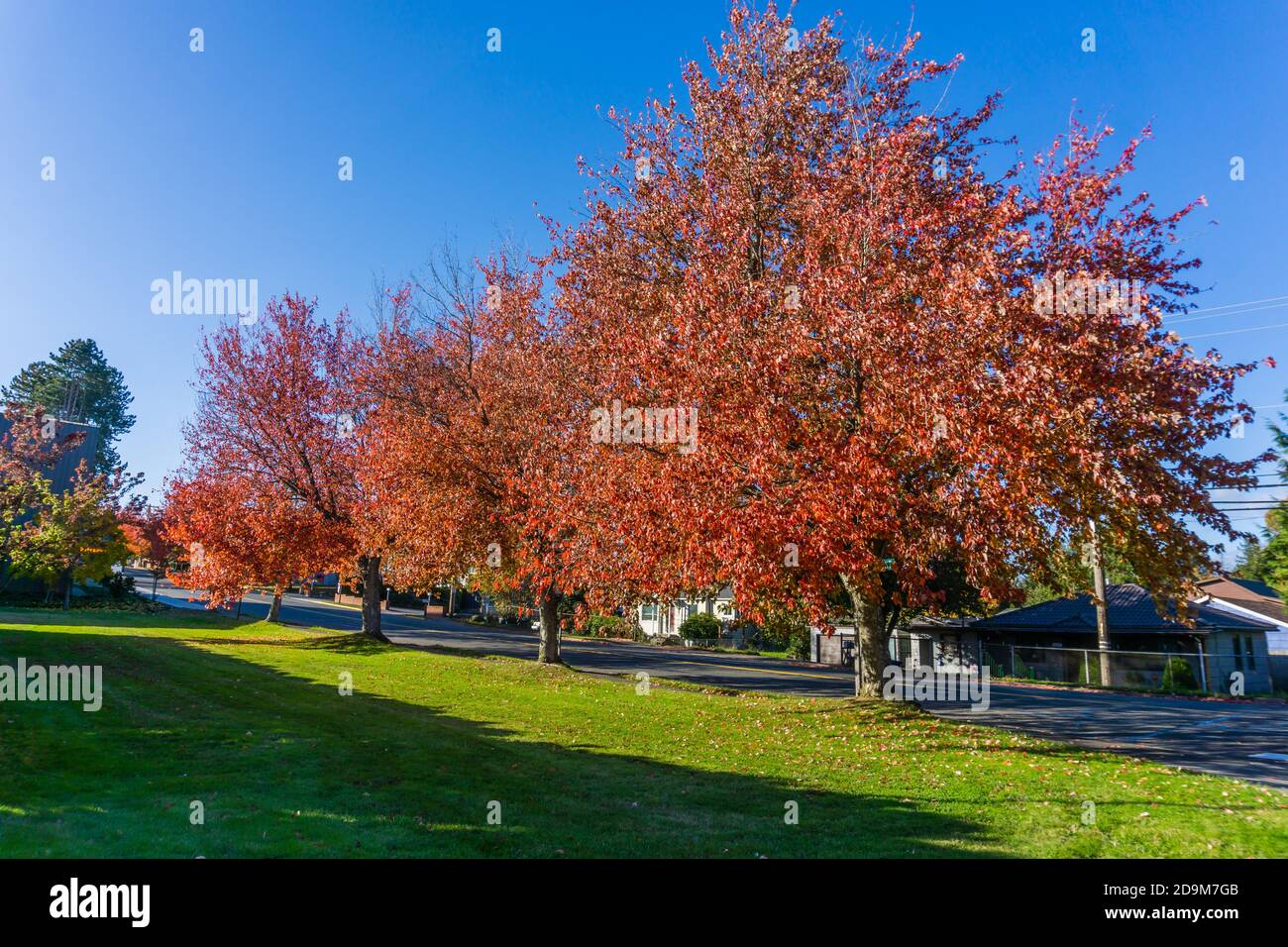 Autumn leaves burst with color on a street in Seatac, Washington Stock ...