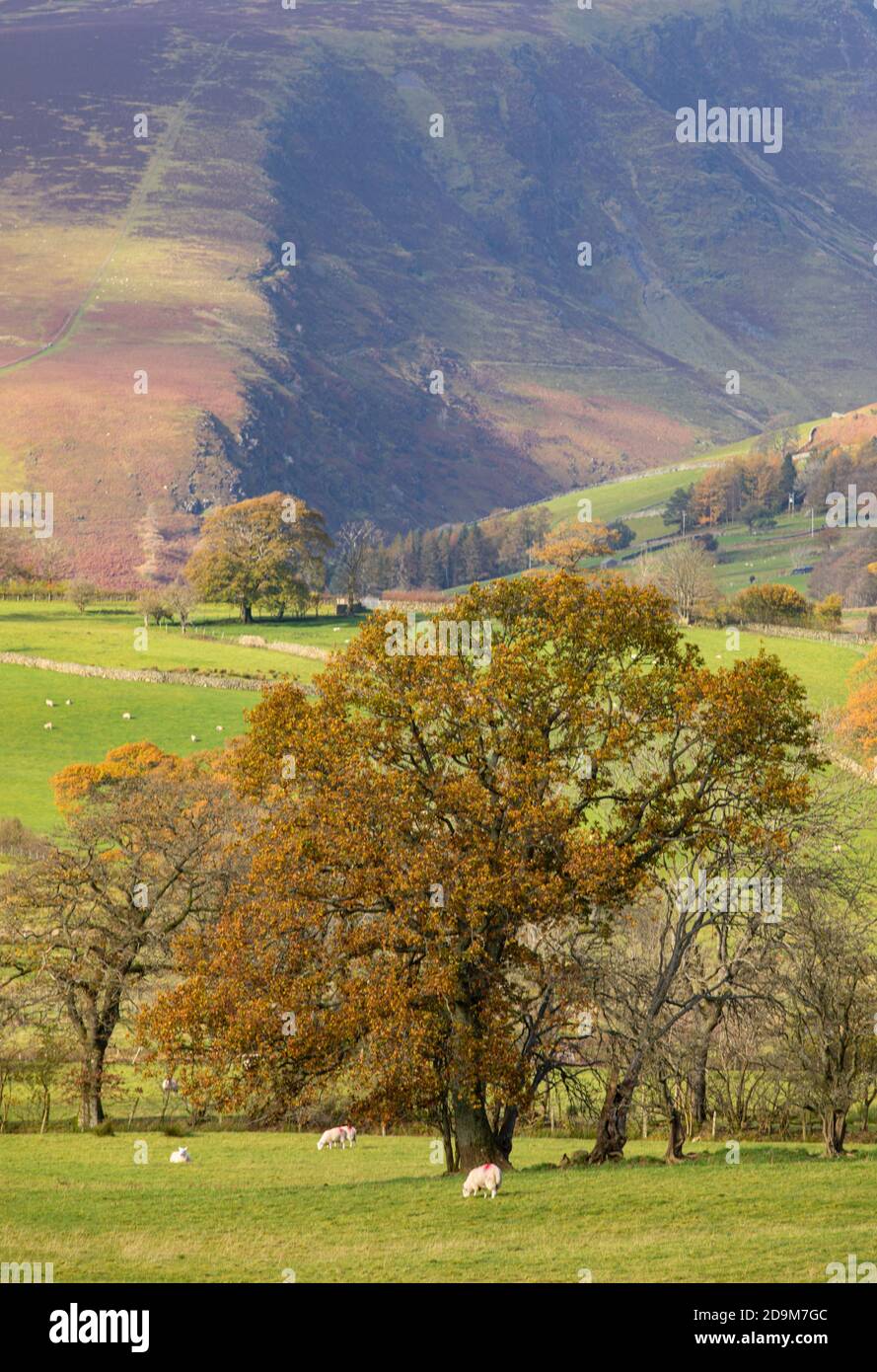 Rural Scene in Cumbria Stock Photo - Alamy